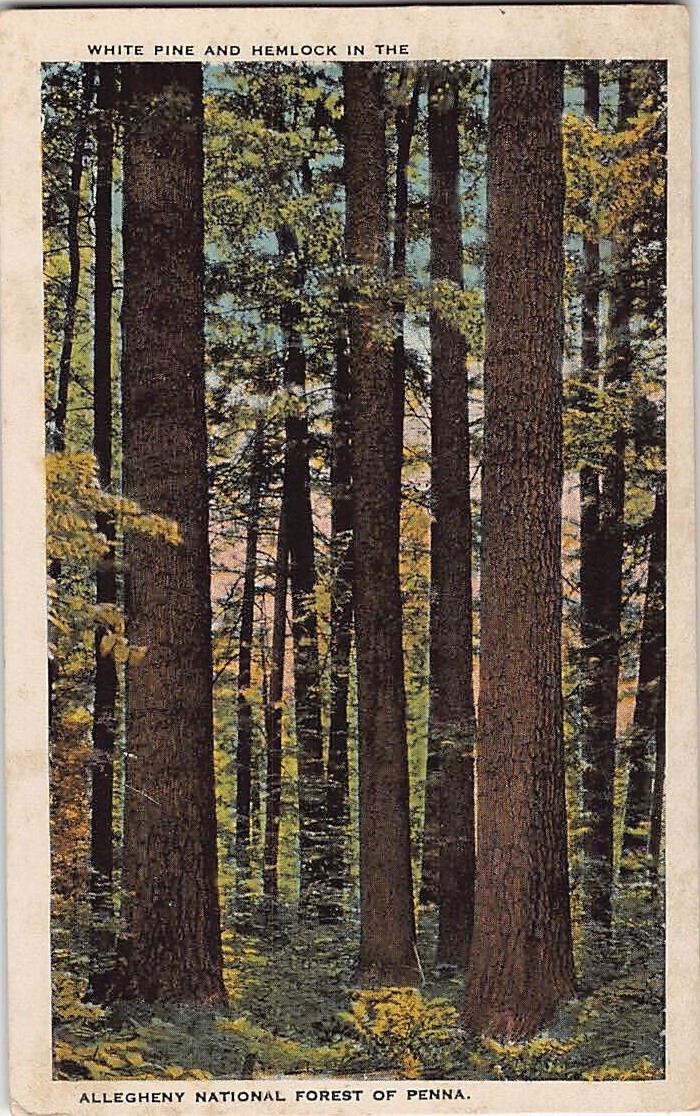 First and second generations of timber on forest bring drastic changes ...